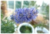 캘리포니아 라일락 콘커케아노투스ceanothus X Concha 네이버 블로그